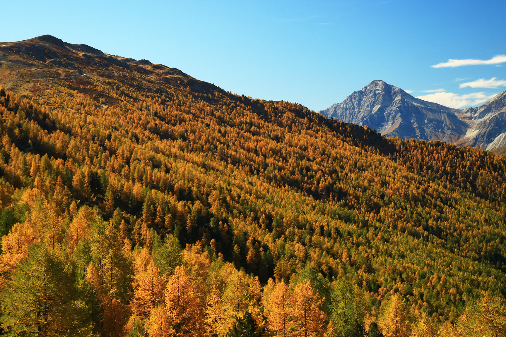 Il "Piccolo Bosco di Salbertrand", che tanto piccolo non è ...