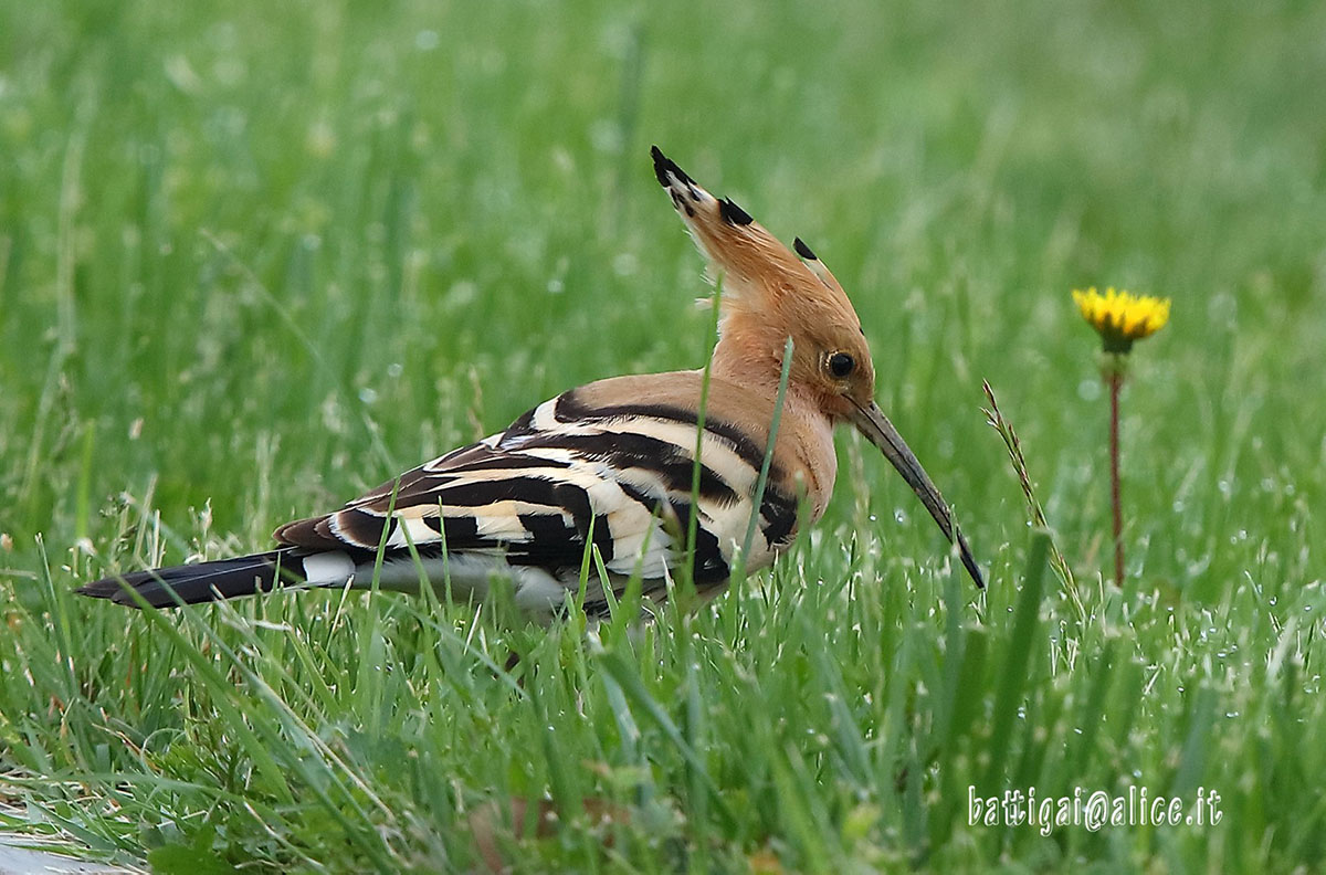 L'upupa, l'uccello migratore che si riconosce dalla cresta ...
