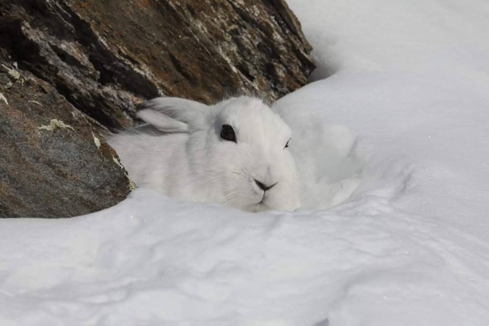 Candida come la neve, la lepre variabile muta il pelo a seconda delle ...
