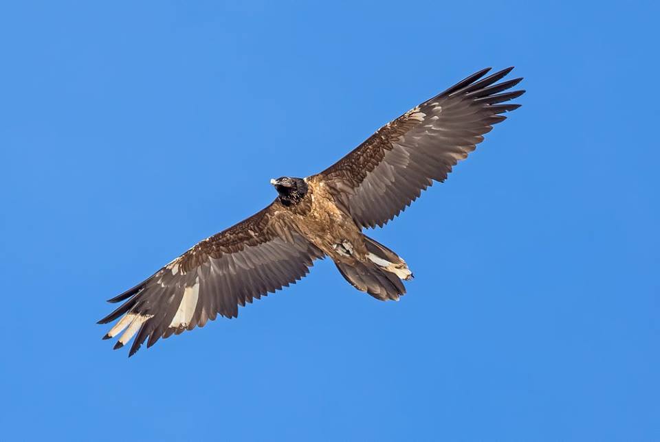 Il gipeto, l’avvoltoio degli agnelli che ha quasi 3 metri di apertura ...
