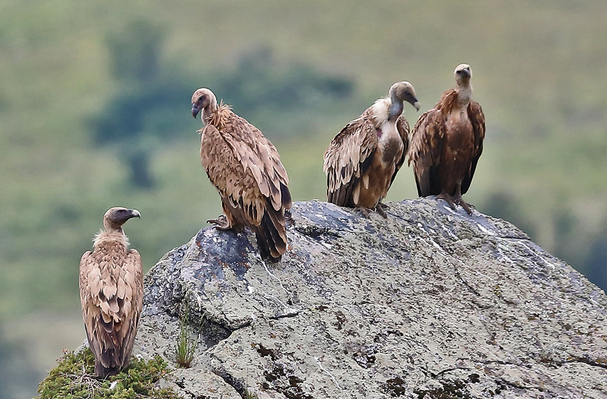 Il Grifone, l'avvoltoio più diffuso sulle nostre montagne - Laboratorio ...