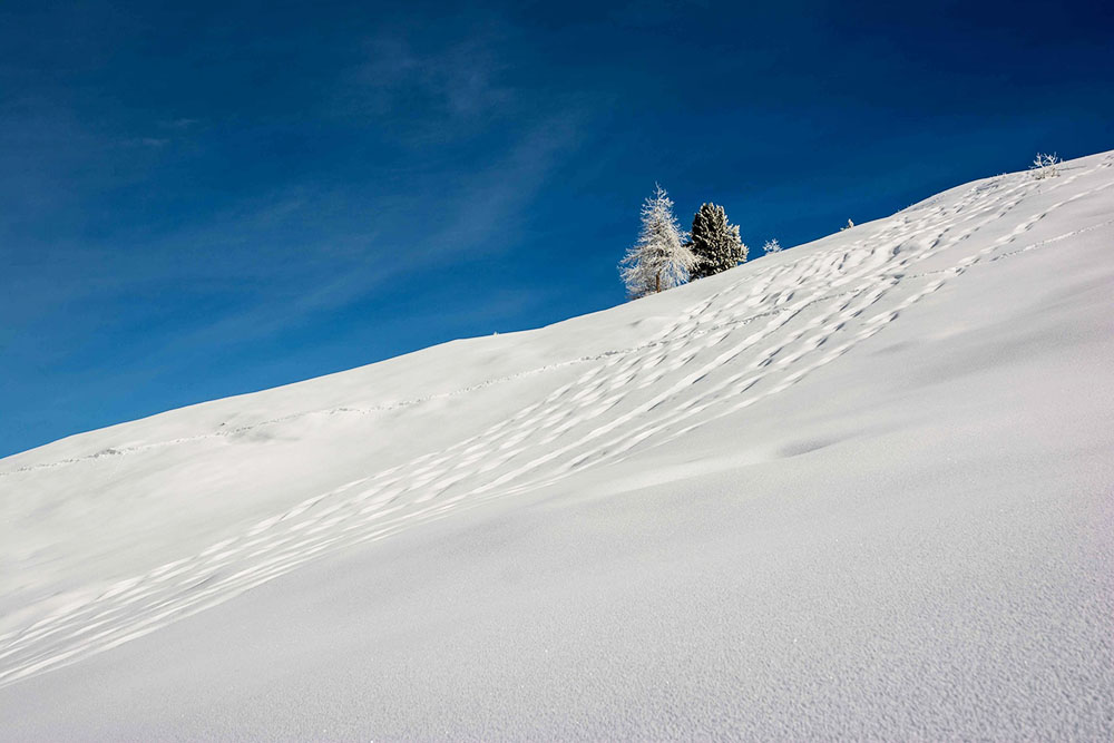Col Bousson in inverno: una passeggiata nel silenzio - Laboratorio Alte ...