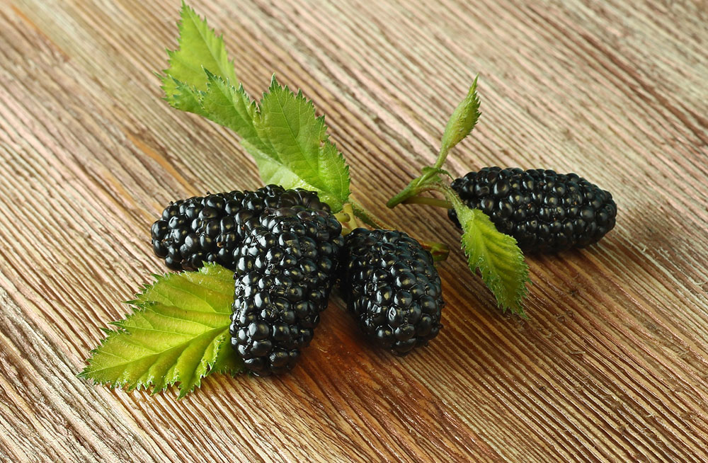 Il gelso: introdotto per l'alimentazione dei bachi da seta è apprezzato ...