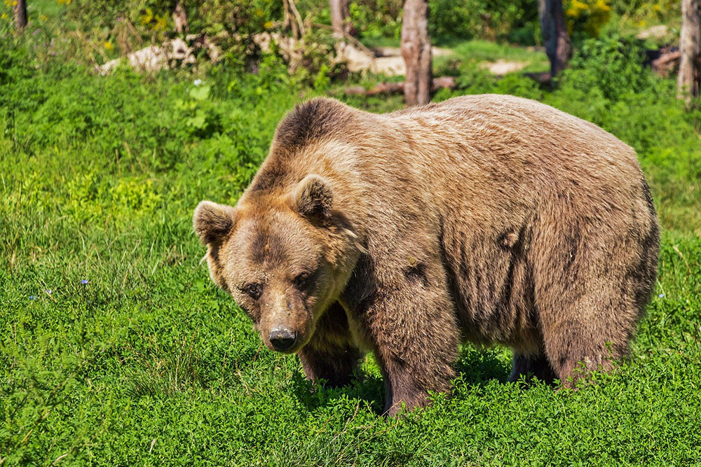 In Piemonte è tornato l'orso, arriverà anche da noi? - Laboratorio Alte ...
