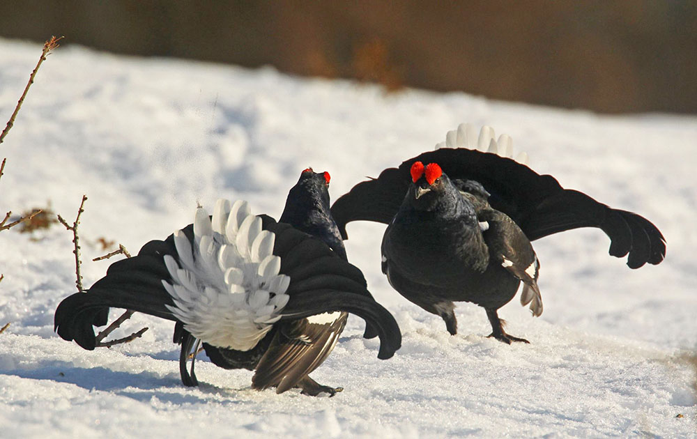 Il gallo forcello, l'uccello dalla caratteristica parata nuziale ...