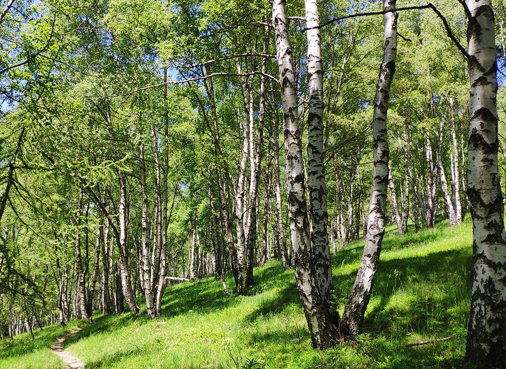 La betulla, pianta benefica dal caratteristico tronco bianco ...