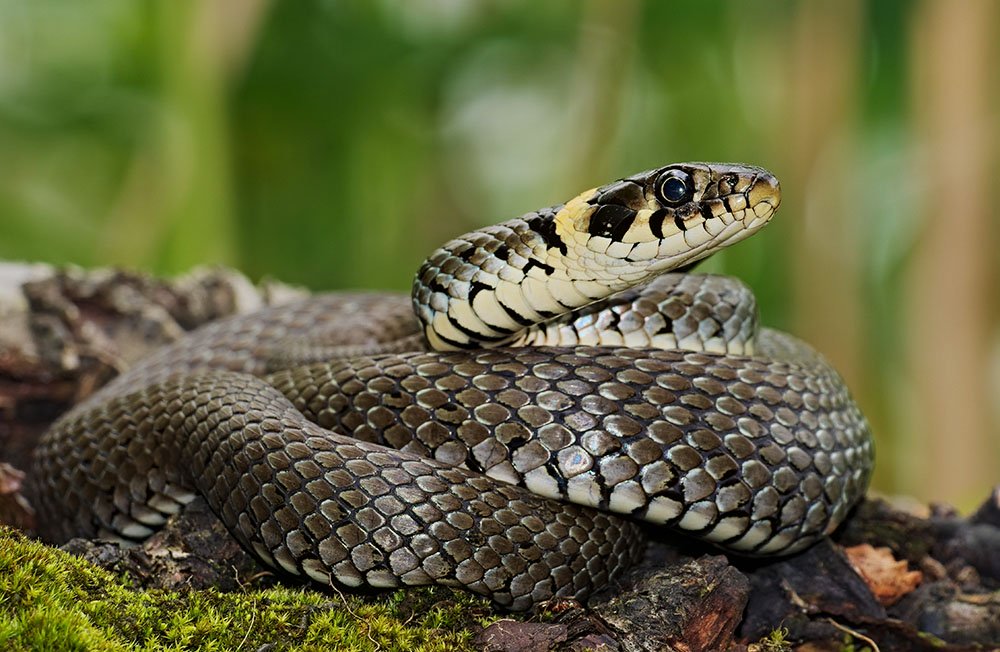 La biscia d'acqua, il serpente innocuo dei nostri laghetti ...