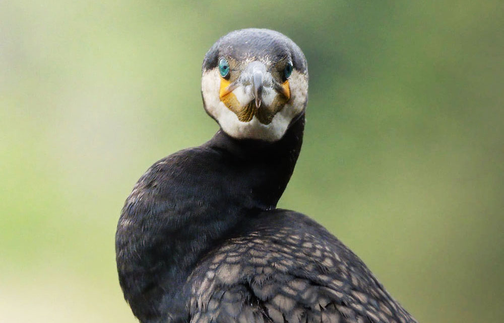 Il cormorano: l’uccello che dopo la pesca deve far asciugare le piume ...