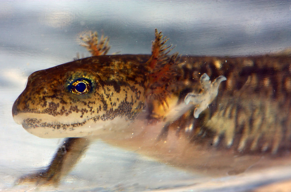 Il tritone, l’anfibio con la coda che assomiglia ad un piccolo drago ...