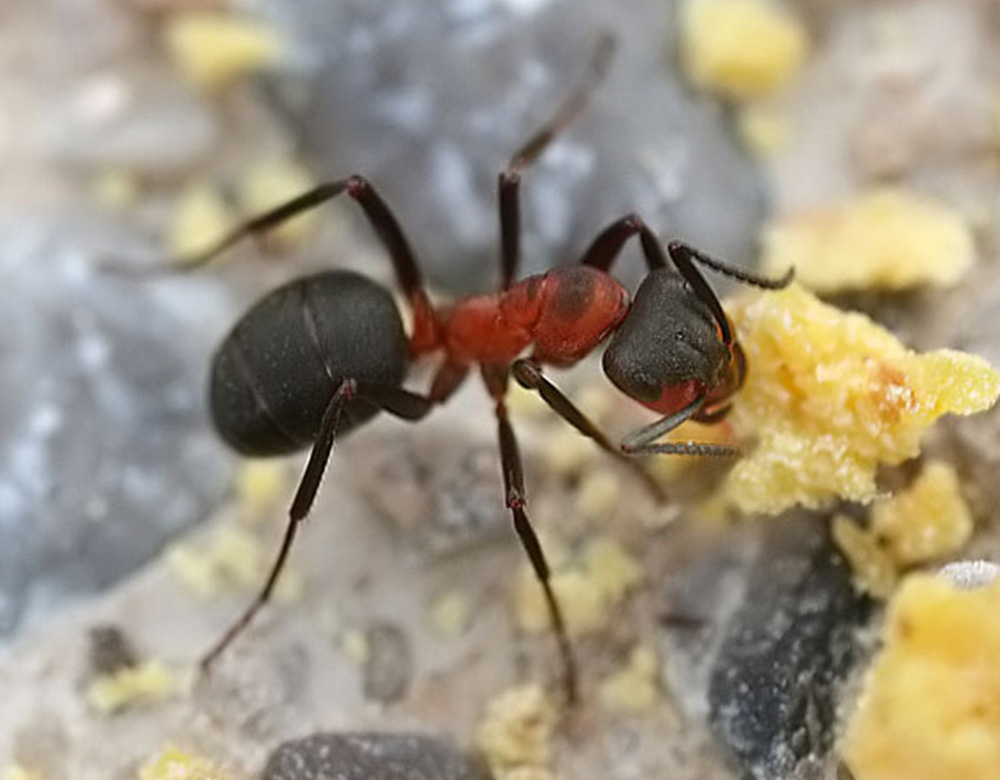 La formica rufa, un insetto laborioso nemico della processionaria ...