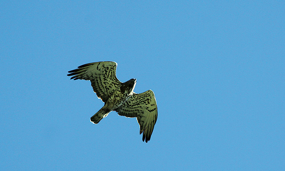 Il biancone, uccello simile all'aquila che si ciba di serpenti ...