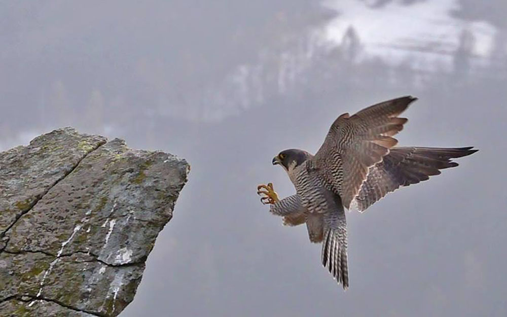 Il falco pellegrino, rapace “incappucciato” velocissimo in picchiata ...