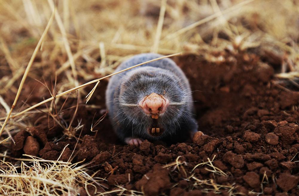 Le talpe, animali del sottosuolo che danneggiano le coltivazioni. Come ...
