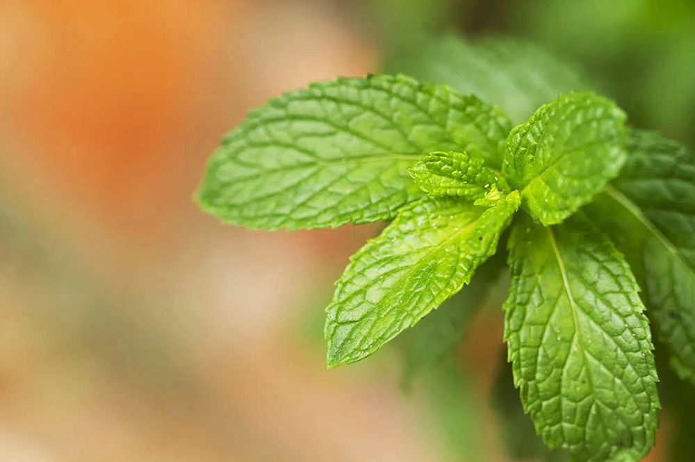 La menta piperita, una ventata di gusto e di freschezza - Laboratorio ...