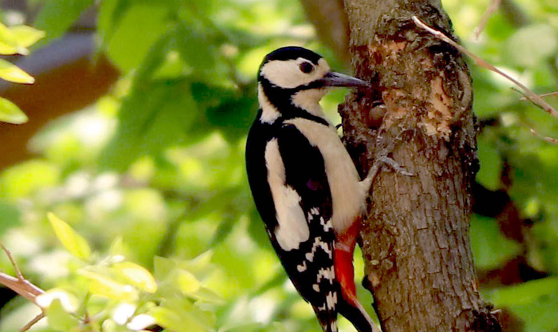 Sapete distinguere le 4 specie di picchio, curioso "trapano" dei nostri ...