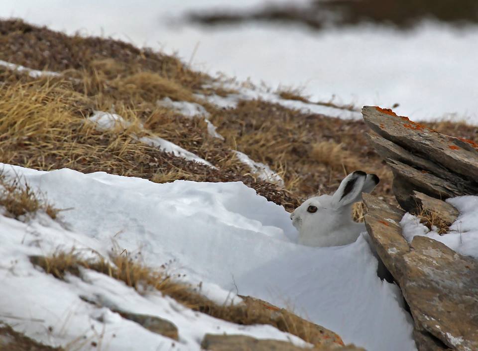 Candida come la neve, la lepre variabile muta il pelo a seconda delle ...