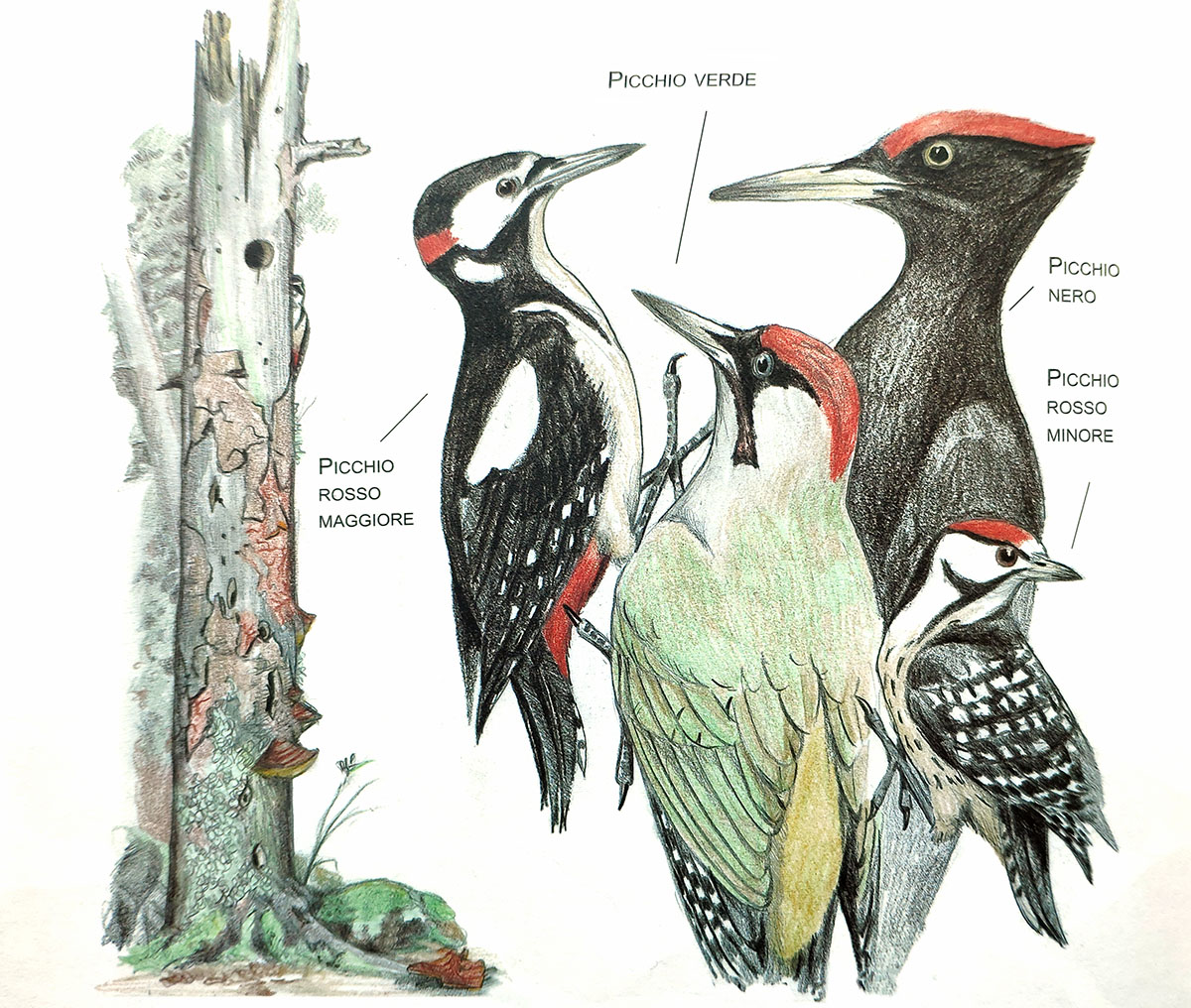 Sapete distinguere le 4 specie di picchio, curioso "trapano" dei nostri ...