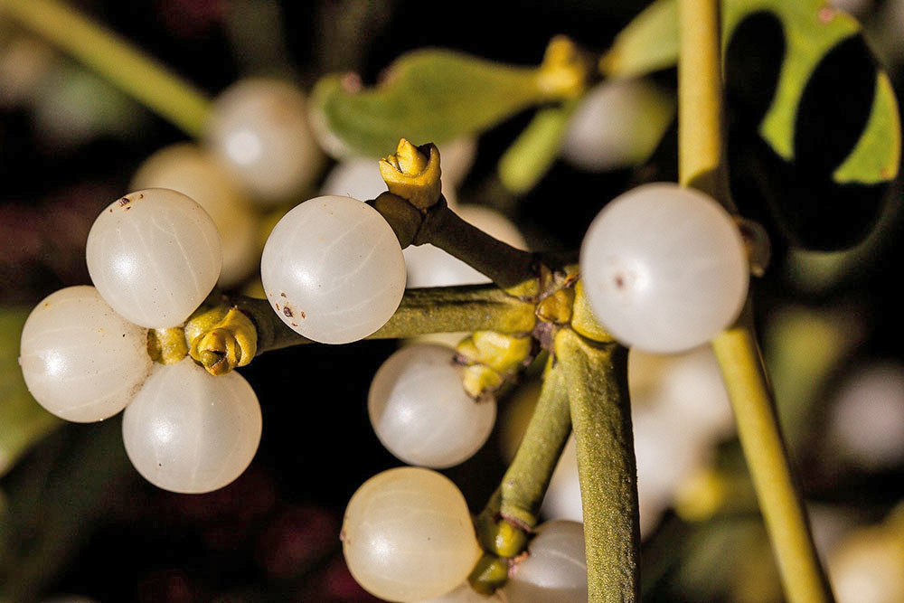 Il vischio, un parassita sempreverde simbolo degli innamorati e del ...