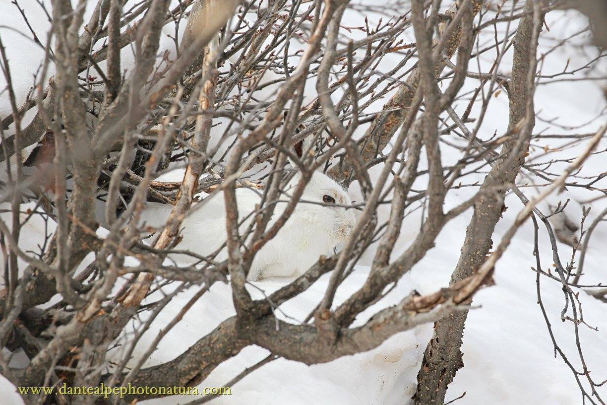 Candida come la neve, la lepre variabile muta il pelo a seconda delle ...
