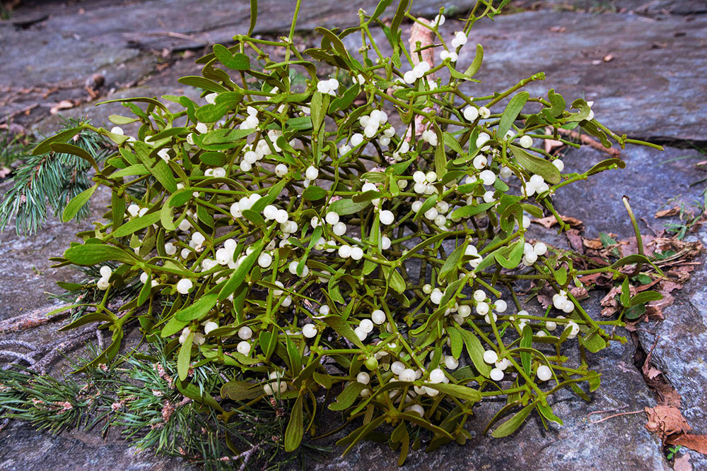 Il vischio, un parassita sempreverde simbolo degli innamorati e del ...