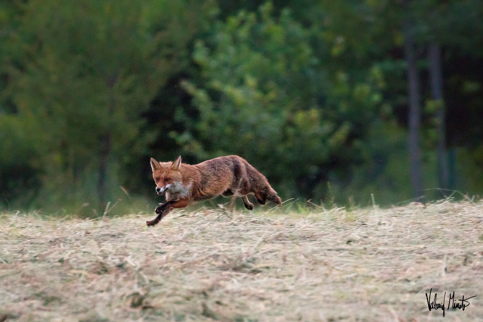 Il fascino della volpe, l'animale simbolo di arguzia - Laboratorio Alte ...