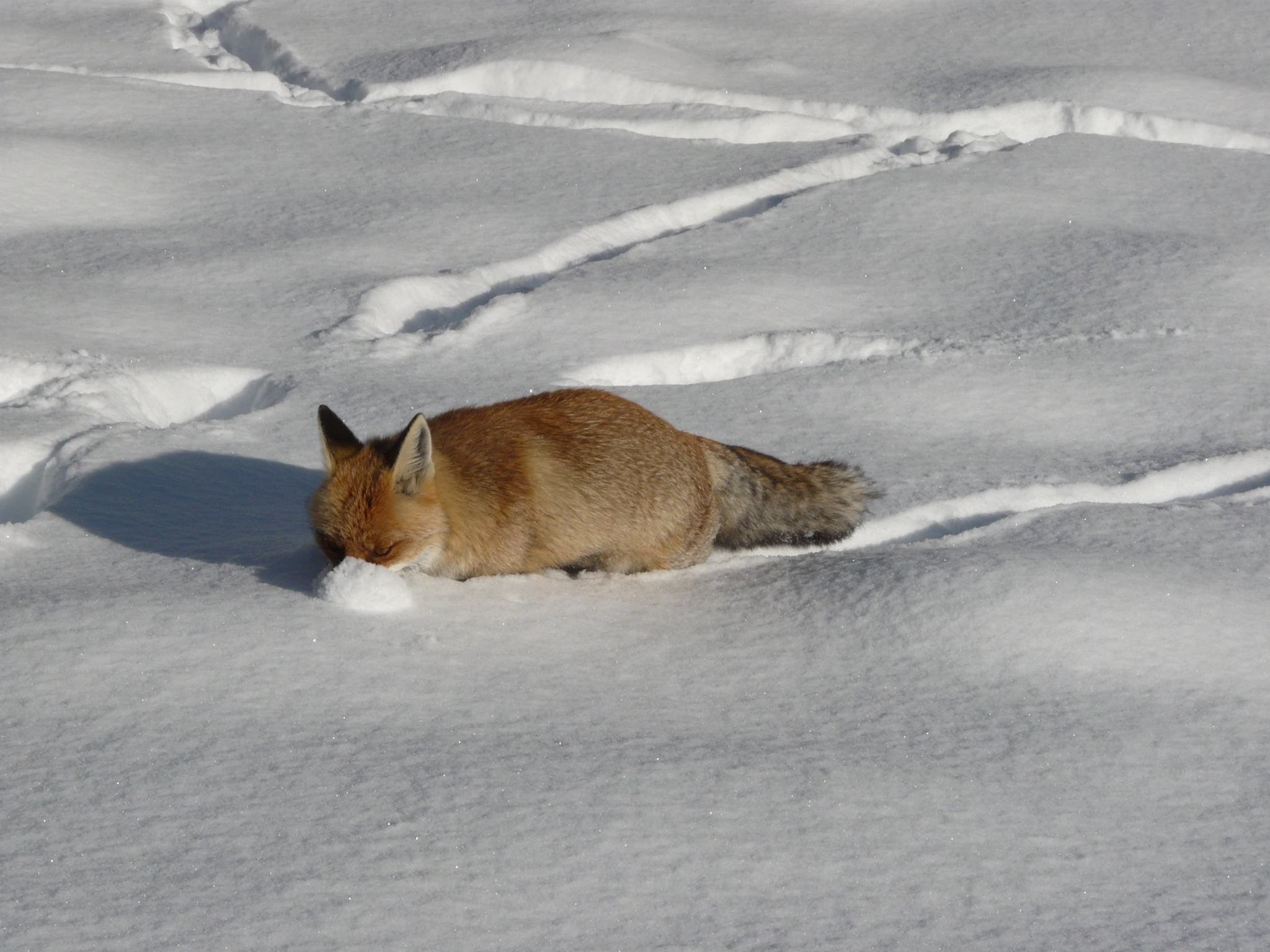 Il fascino della volpe, l'animale simbolo di arguzia - Laboratorio Alte ...