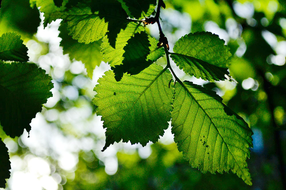 La betulla, pianta benefica dal caratteristico tronco bianco ...