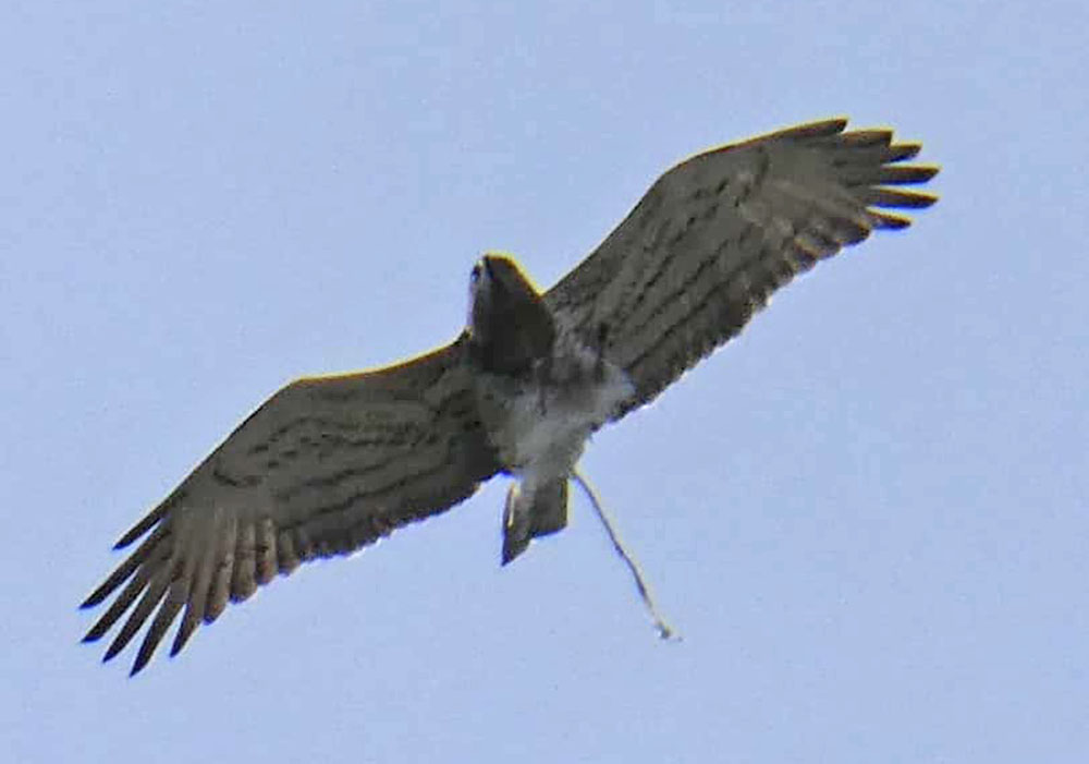 Il biancone, uccello simile all'aquila che si ciba di serpenti ...