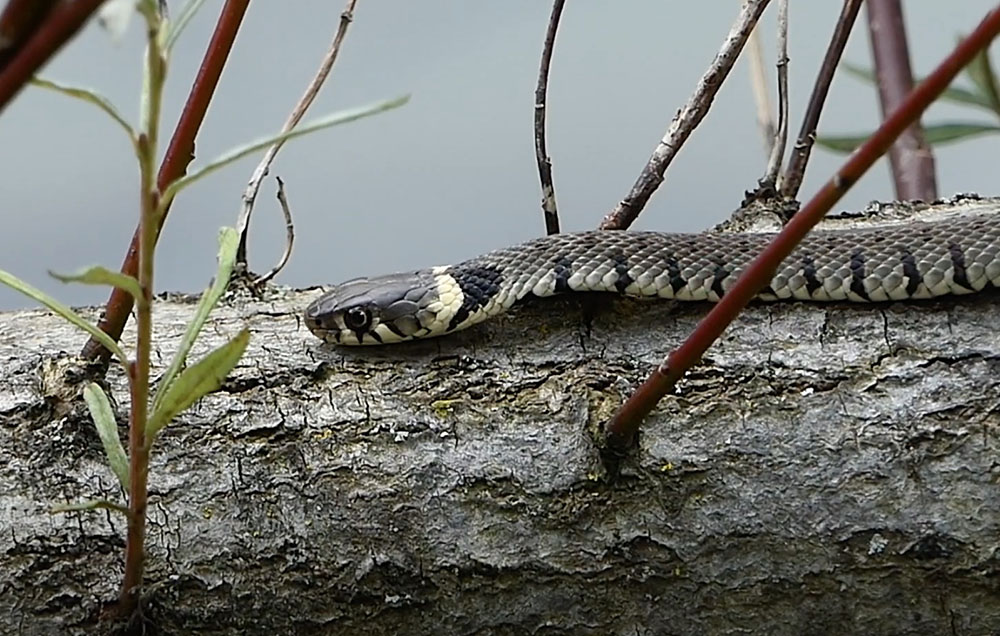 La biscia d'acqua, il serpente innocuo dei nostri laghetti ...