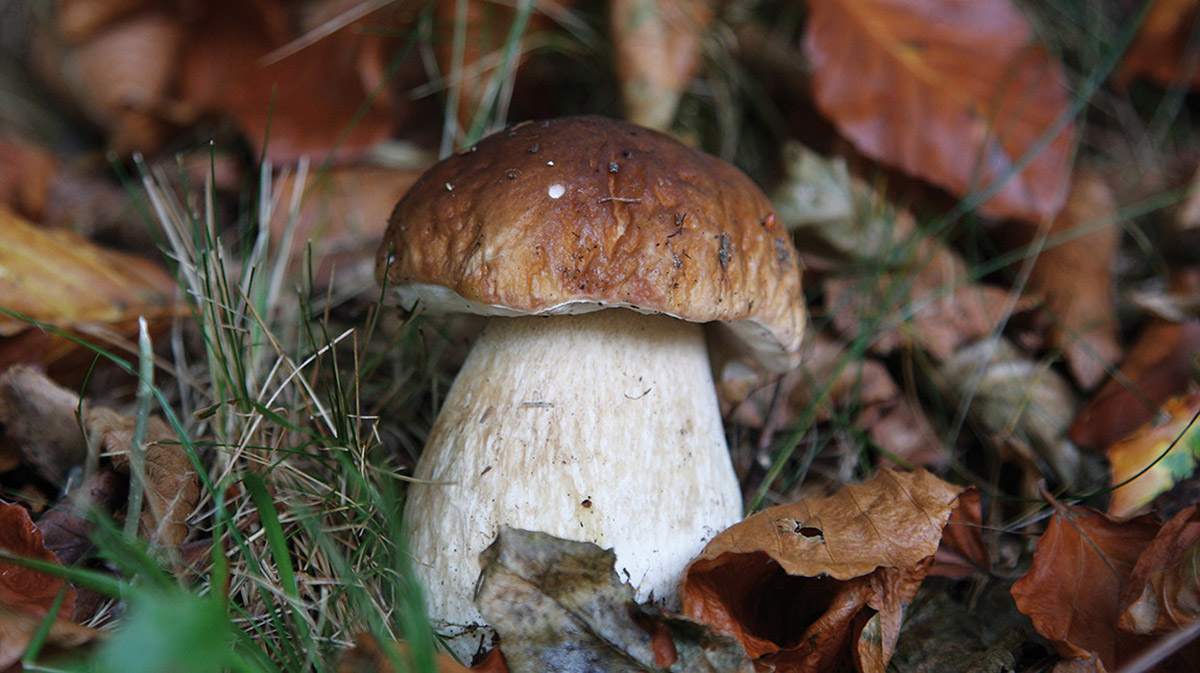 I funghi, dal sottobosco alla padella. Indicazioni pratiche per bulaiè ...