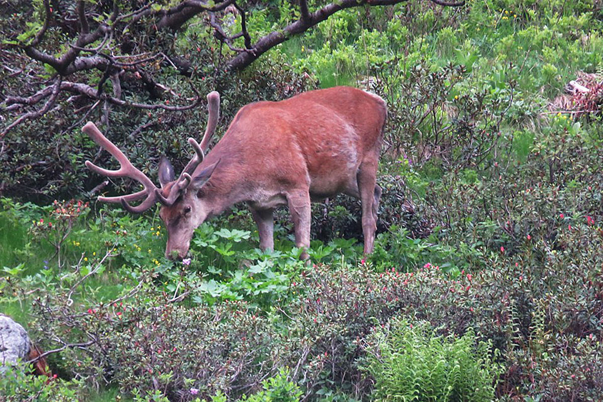 Il cervo, un abitante dei nostri boschi dalla bellezza regale ...