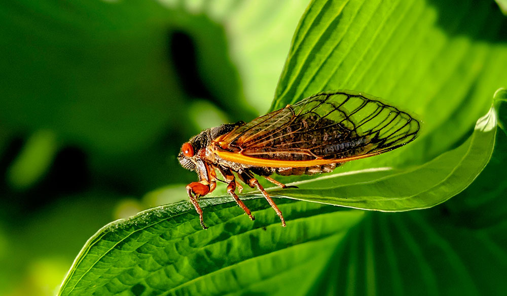 Il canto delle cicale, la melodia delle giornate estive - Laboratorio ...