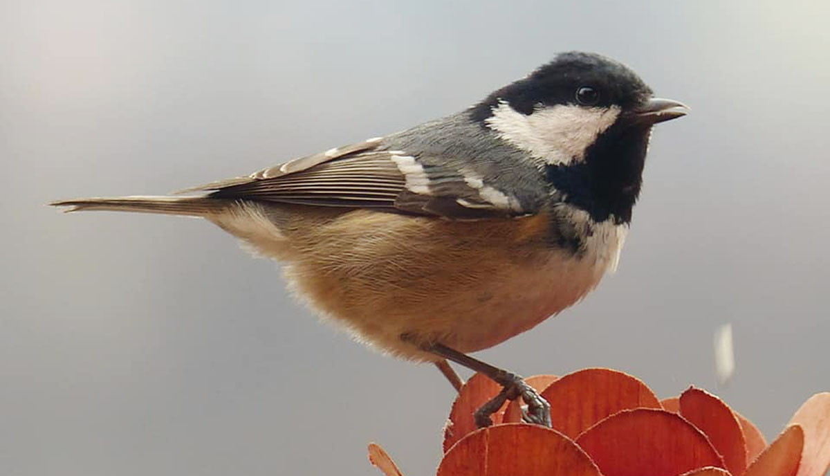 Che belli questi uccellini sul balcone o in giardino! Vi aiutiamo a ...