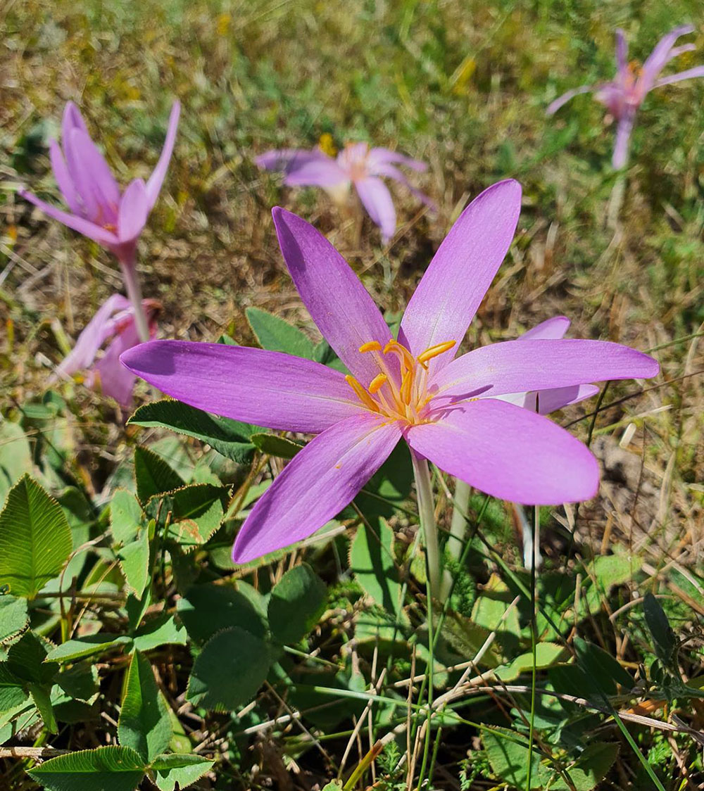Il Colchico autunnale, bello e pericoloso: pochi grammi possono essere ...