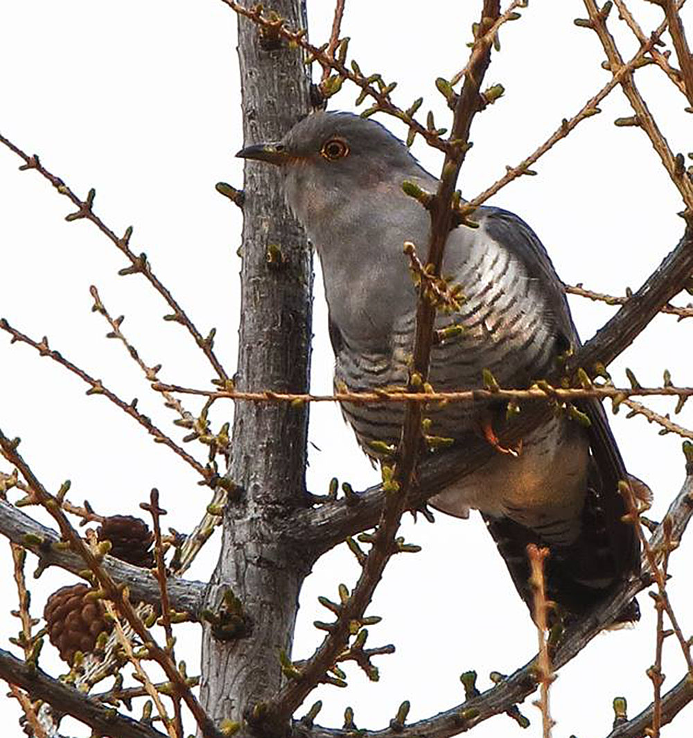 Il cuculo, l'uccello dal caratteristico richiamo che ha ispirato musici ...
