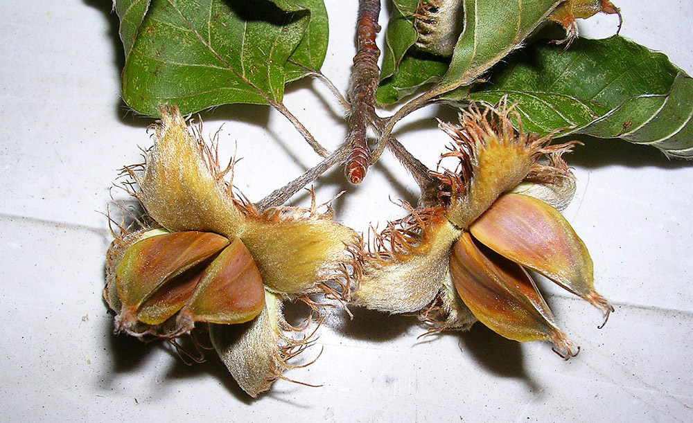 Il faggio, molto diffuso nei boschi di montagna, spesso si accompagna ...