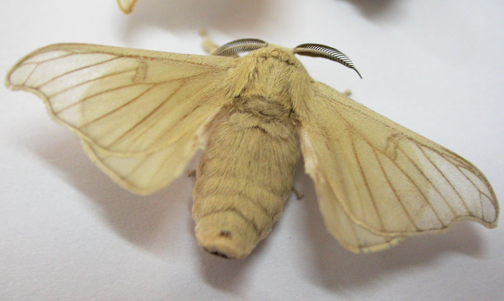 Quando, anche nei nostri paesi, si allevavano i bachi da seta ...