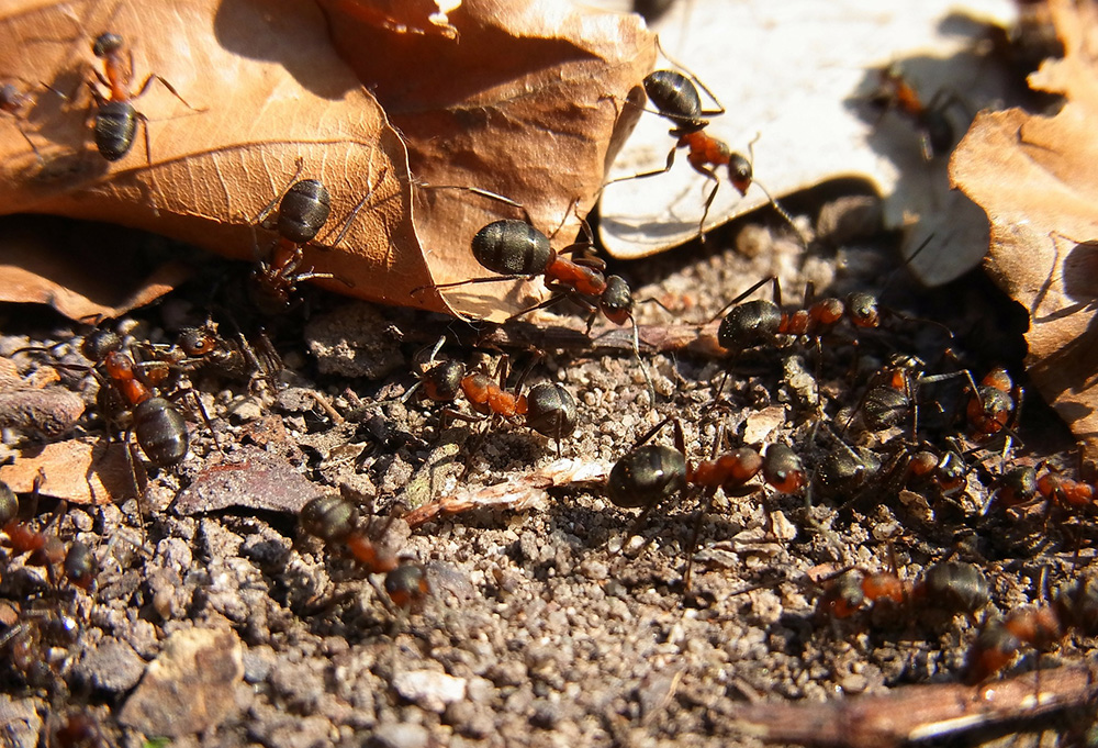 La formica rufa, un insetto laborioso nemico della processionaria ...