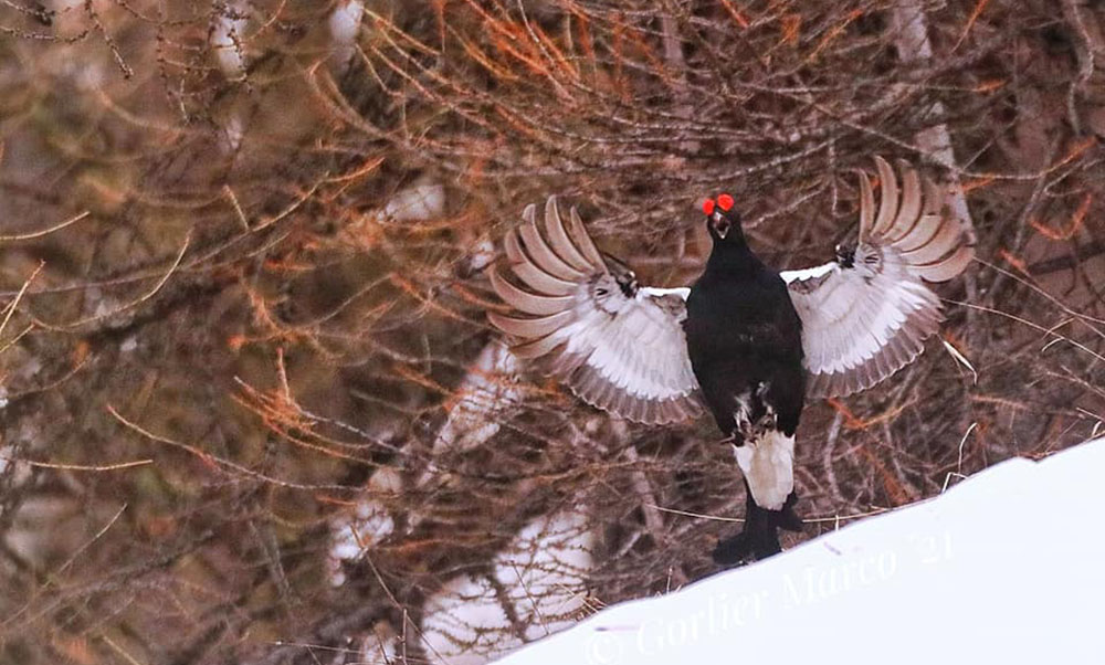 Il gallo forcello, l'uccello dalla caratteristica parata nuziale ...
