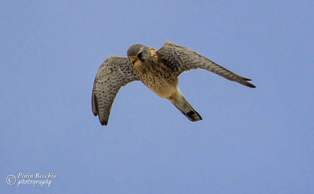 Il gheppio, piccolo rapace dal volo “a Spirito Santo” - Laboratorio ...