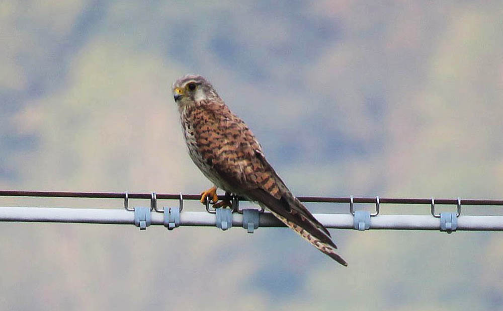 Il gheppio, piccolo rapace dal volo “a Spirito Santo” - Laboratorio ...