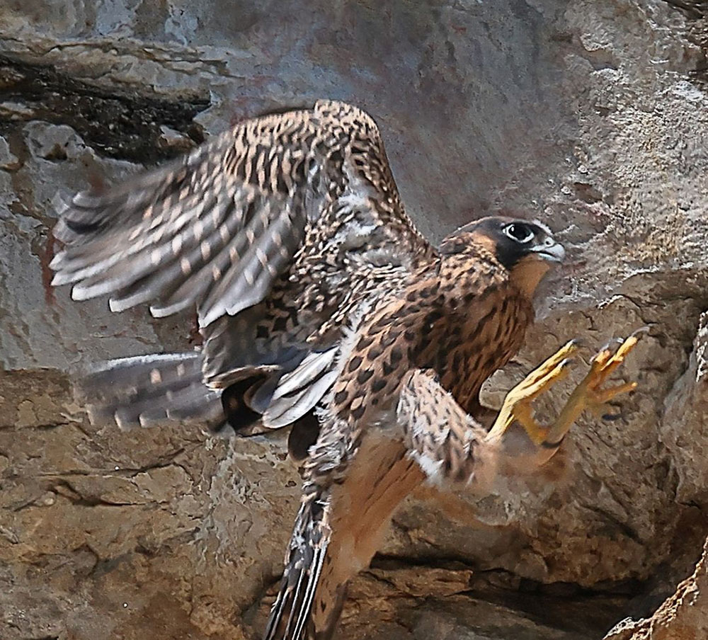 Il falco pellegrino, rapace “incappucciato” velocissimo in picchiata ...