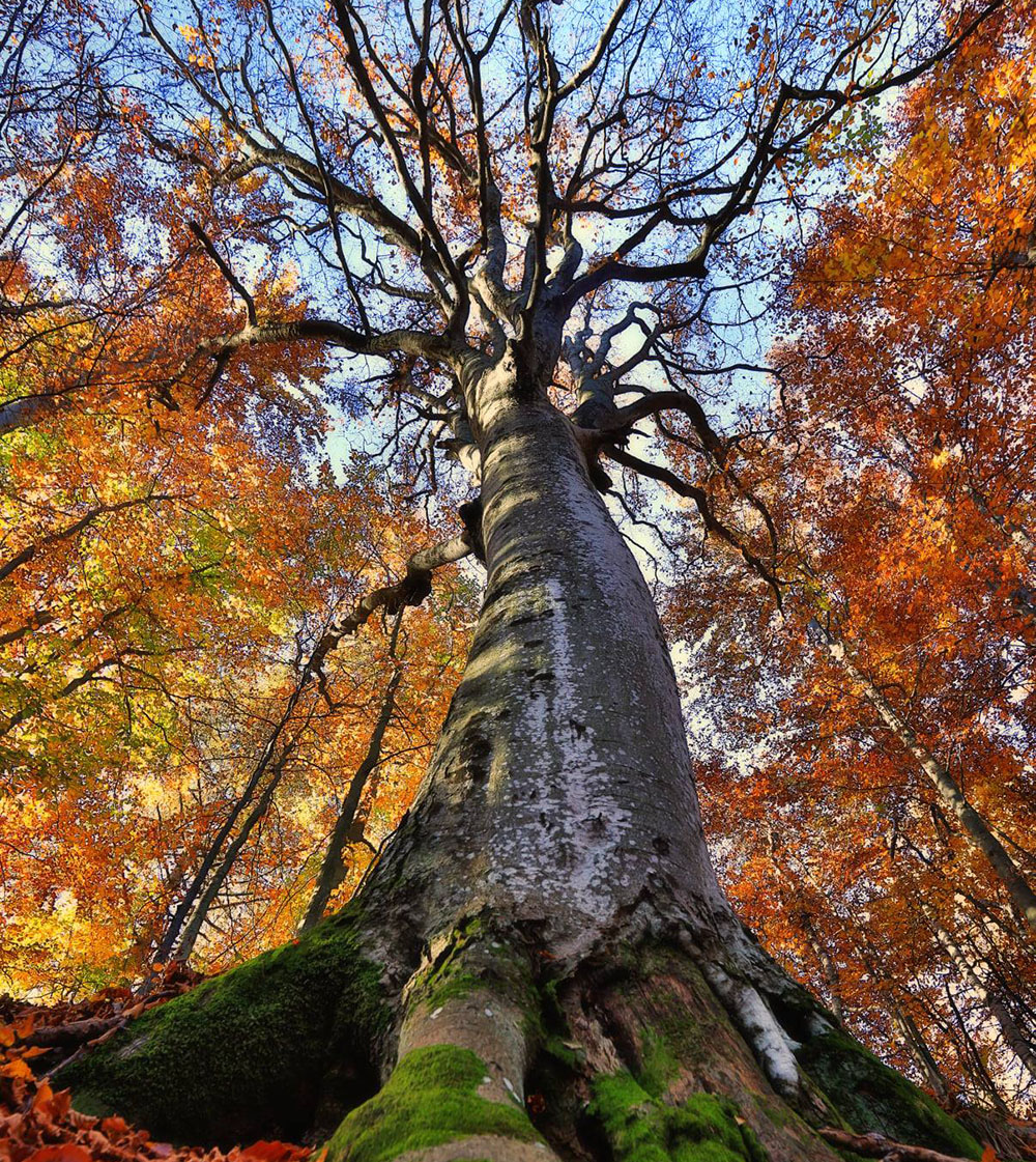 Il faggio, molto diffuso nei boschi di montagna, spesso si accompagna ...