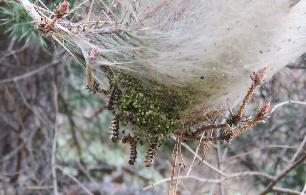 La processionaria, un insetto pericoloso per gli animali e per l'uomo ...