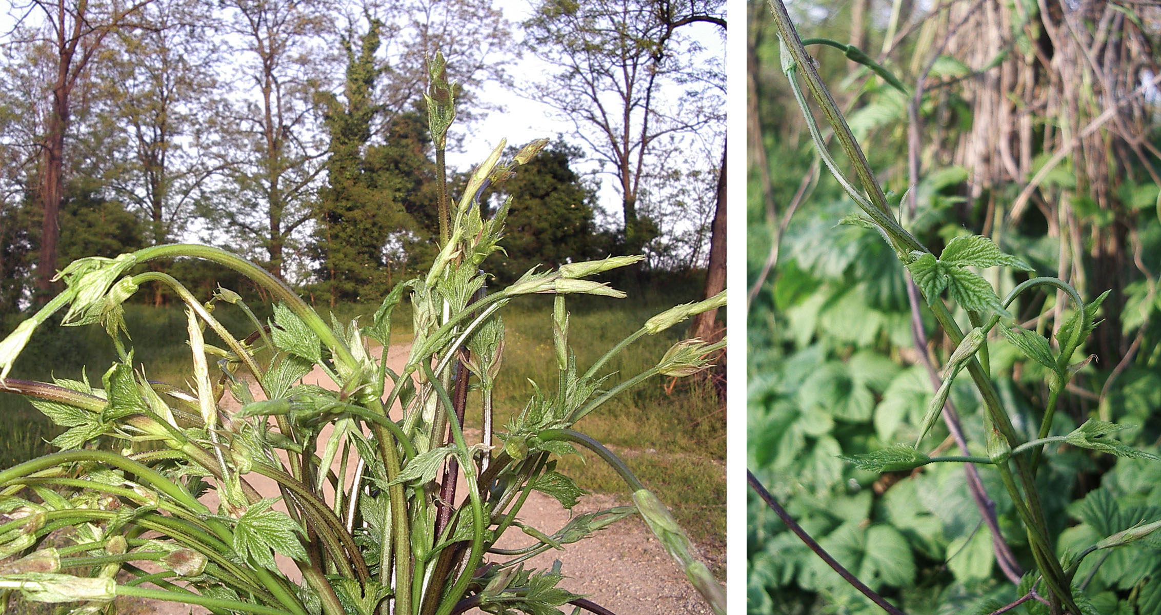 A caccia di erbe spontanee: la frittata con il "luvertin" o con le ...