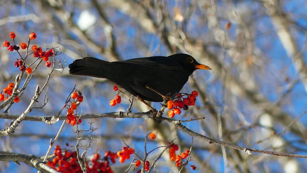 Il sorbo degli uccellatori, l’albero dalle bacche rosse di cui sono ...