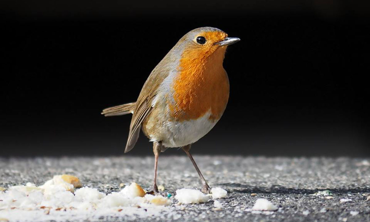 Che belli questi uccellini sul balcone o in giardino! Vi aiutiamo a ...