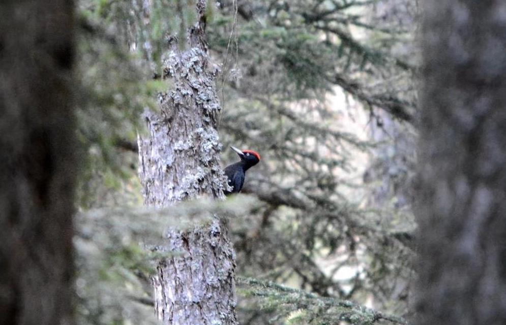 Sapete distinguere le 4 specie di picchio, curioso "trapano" dei nostri ...