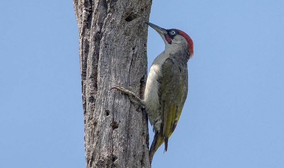 Sapete distinguere le 4 specie di picchio, curioso "trapano" dei nostri ...