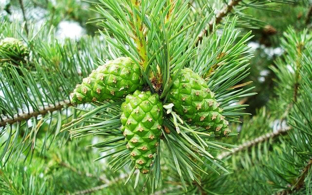 Quando la tosse e il raffreddore si combattevano con lo sciroppo di ...